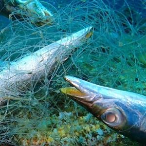 Marine environment | Australian Maritime Safety Authority